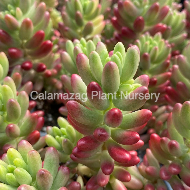 Succulent plants – Calamazag Plant Nursery