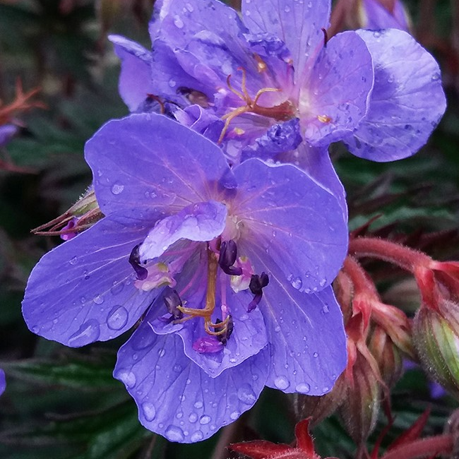 Geranium 'Storm Cloud' - Hardy Perennial Plant – Calamazag Plant Nursery