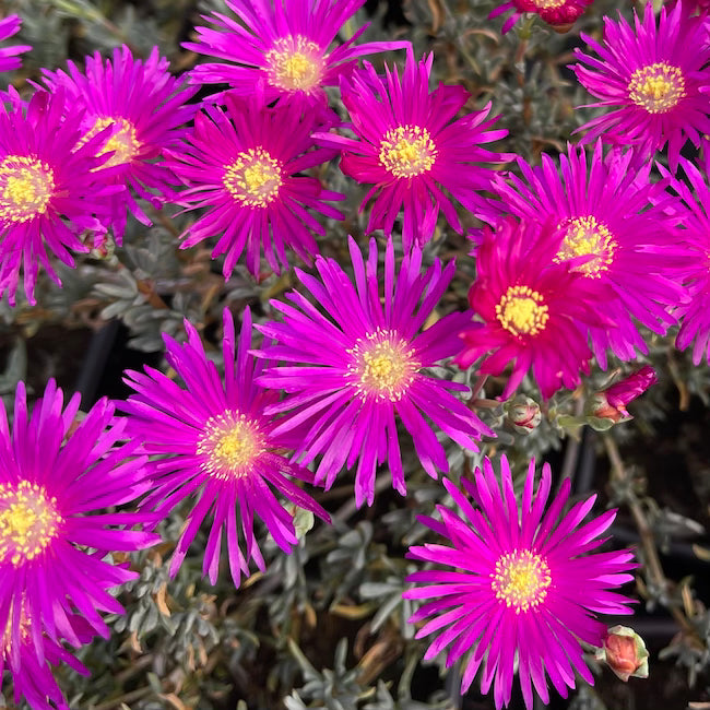 Lampranthus 'Purple' – Calamazag Plant Nursery