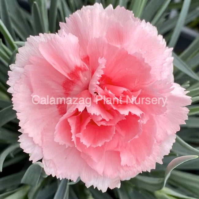 Dianthus plumarius Garden Pink 'Doris' – Calamazag Plant Nursery