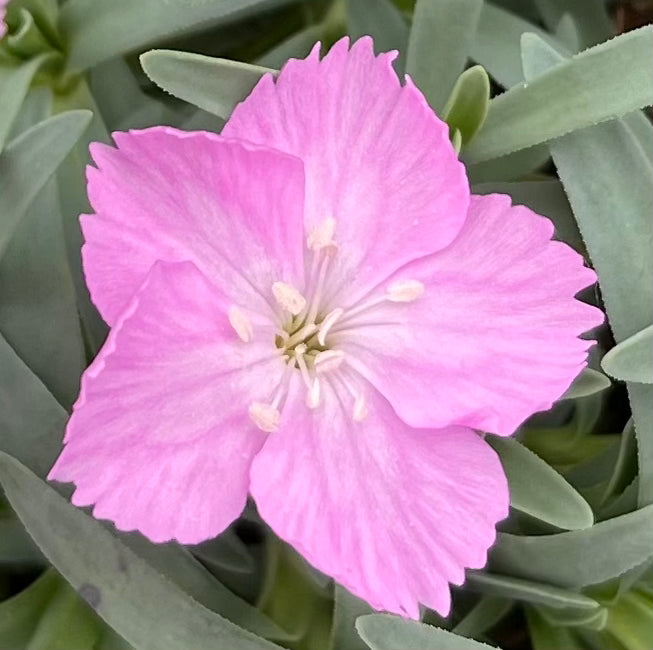 Dianthus Alpine Pink 'La Bourboule'. Hardy scented garden ready plant ...
