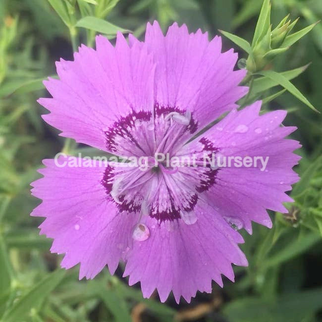 Dianthus amurensis 'Siberian Blues' – Calamazag Plant Nursery