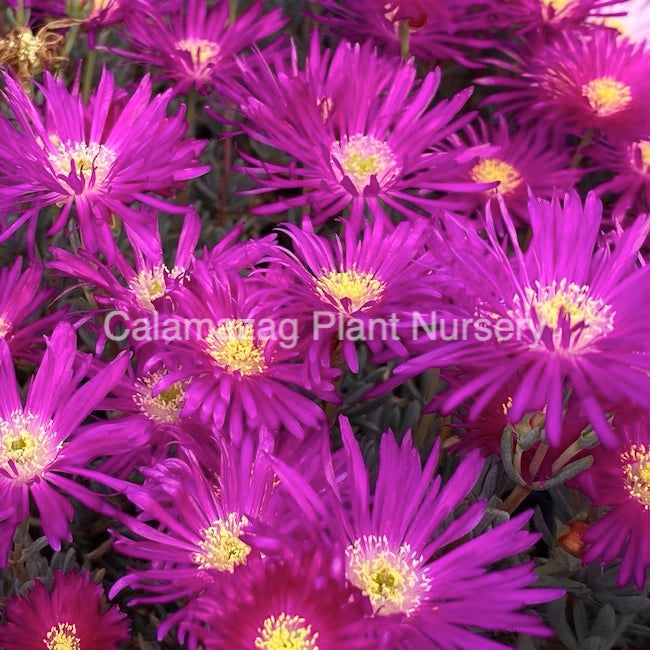 Lampranthus 'Purple' – Calamazag Plant Nursery