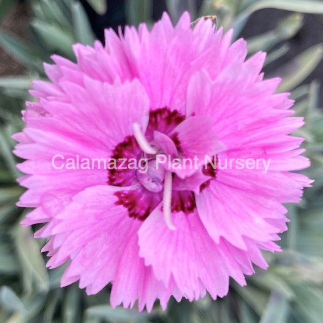 Dianthus Alpine Pink 'Pop Star'. Hardy scented garden ready plant ...