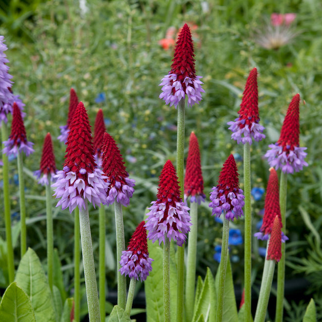 Hardiest Perennial Flowers 6 Established Hardy Perennial Shrub For The