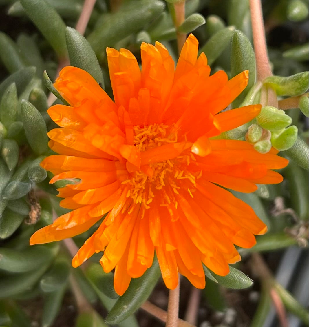 Lampranthus 'Orange' – Calamazag Plant Nursery